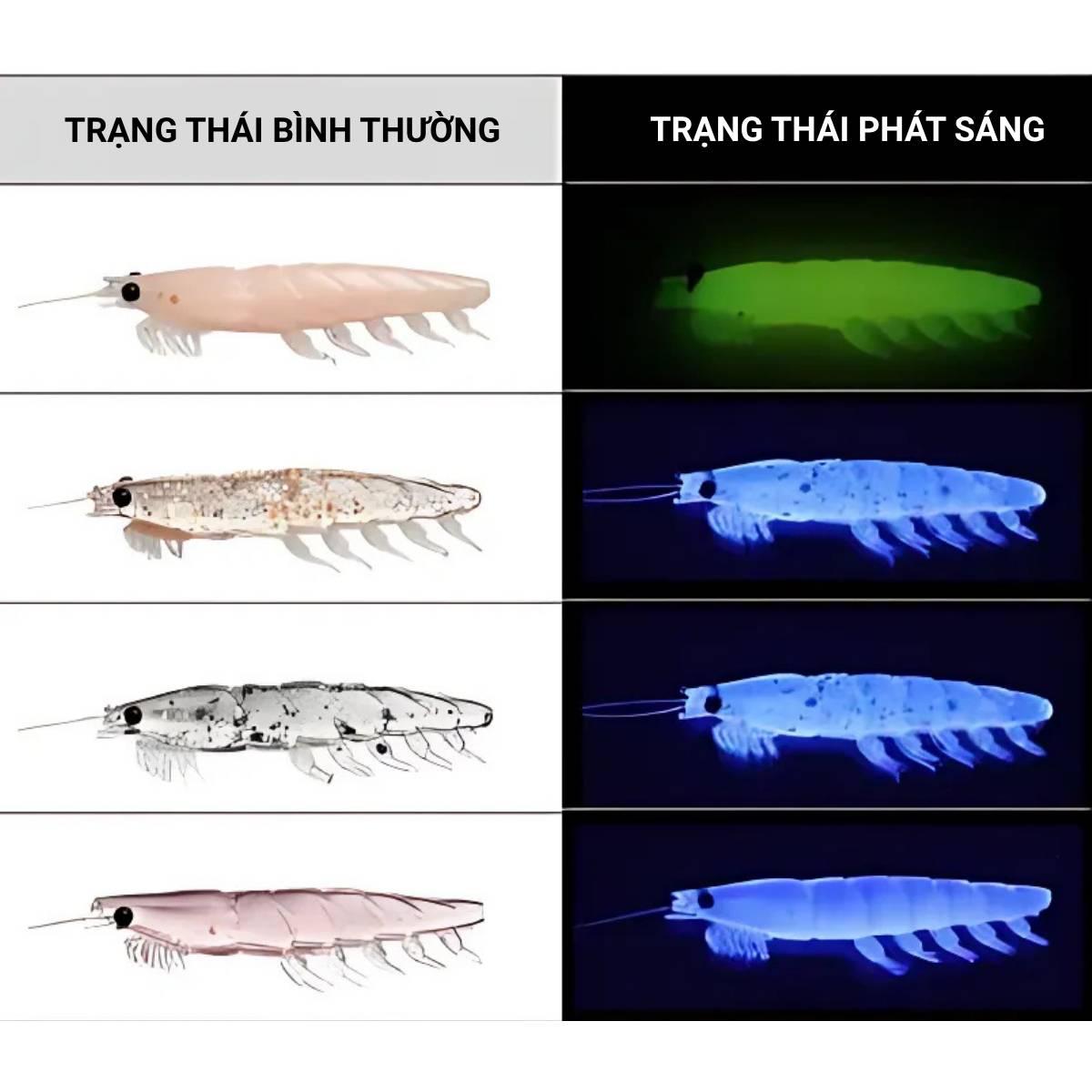 KAITEKI REAL OKIAMI – Daiwa Việt Nam